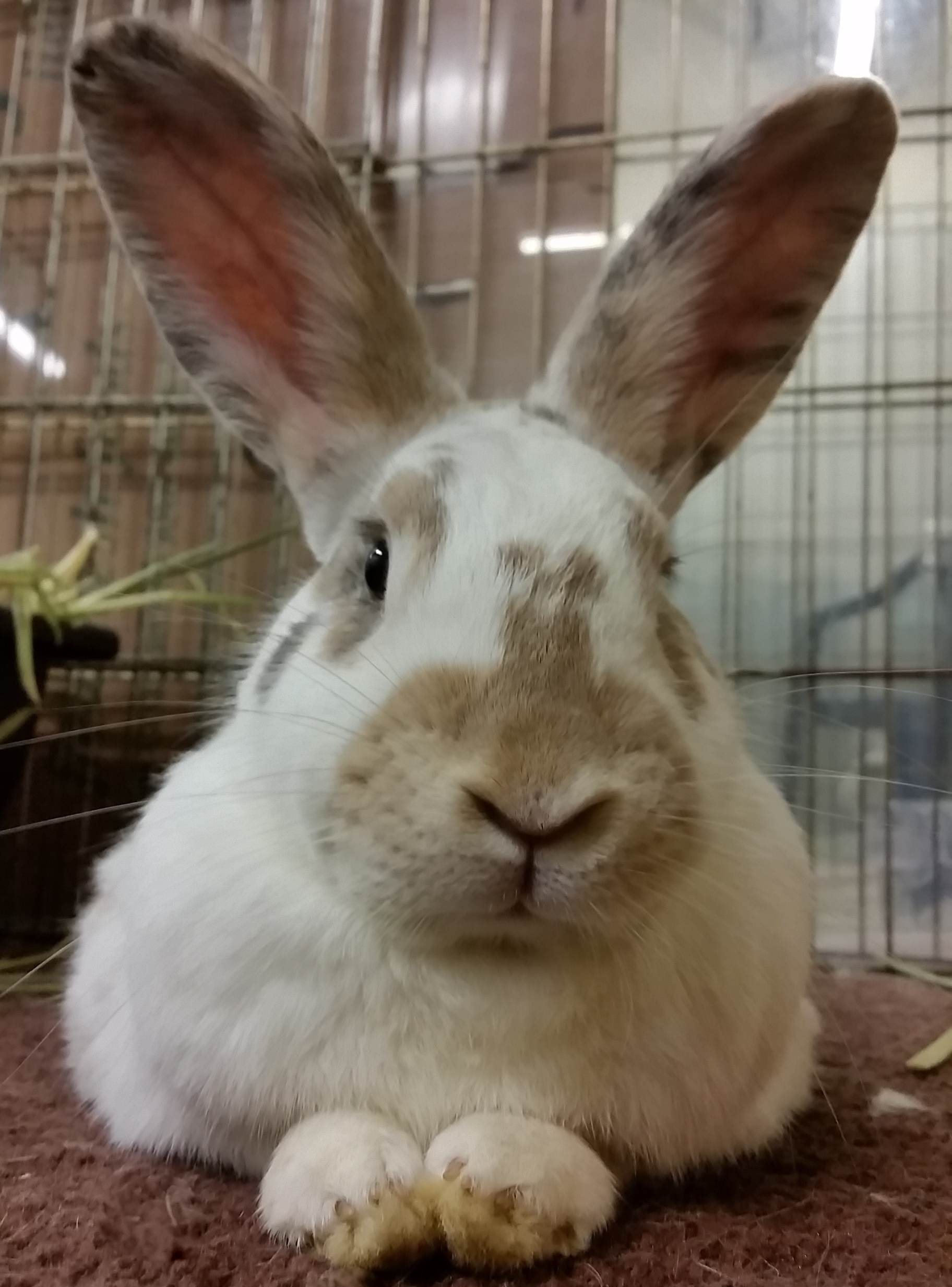 Rabbit Health Basics