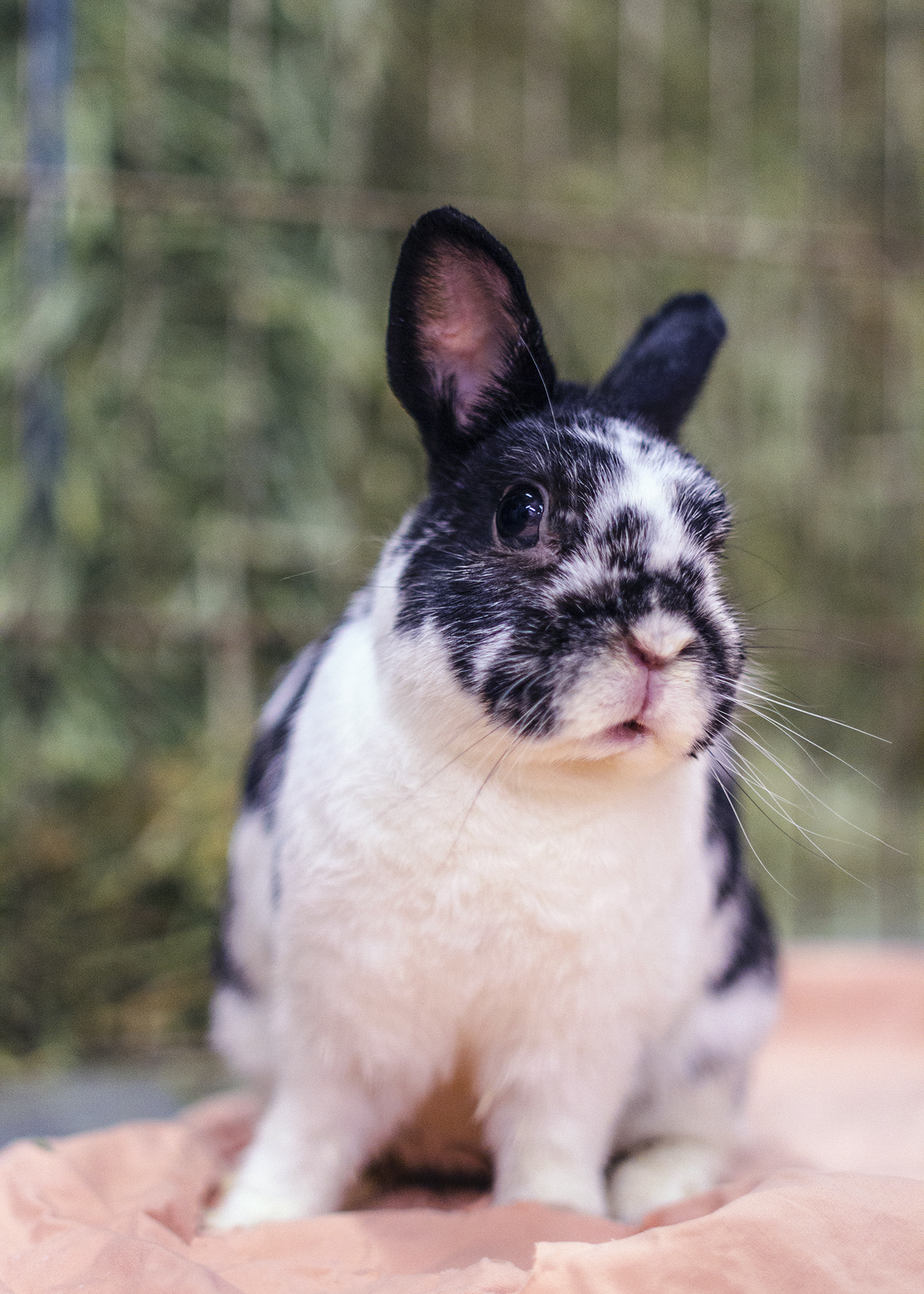 Handling Rabbits