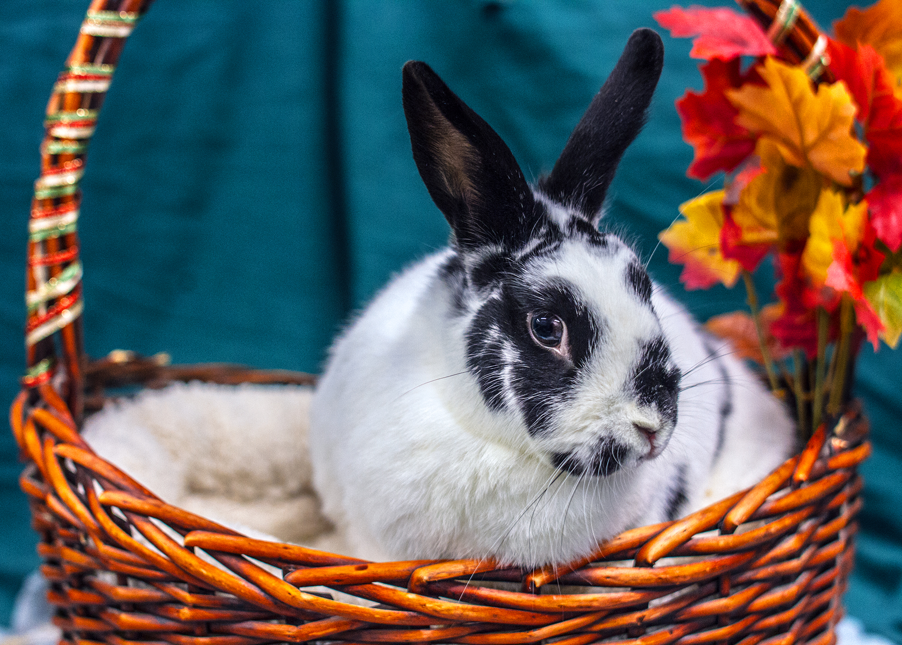 Transporting Rabbits