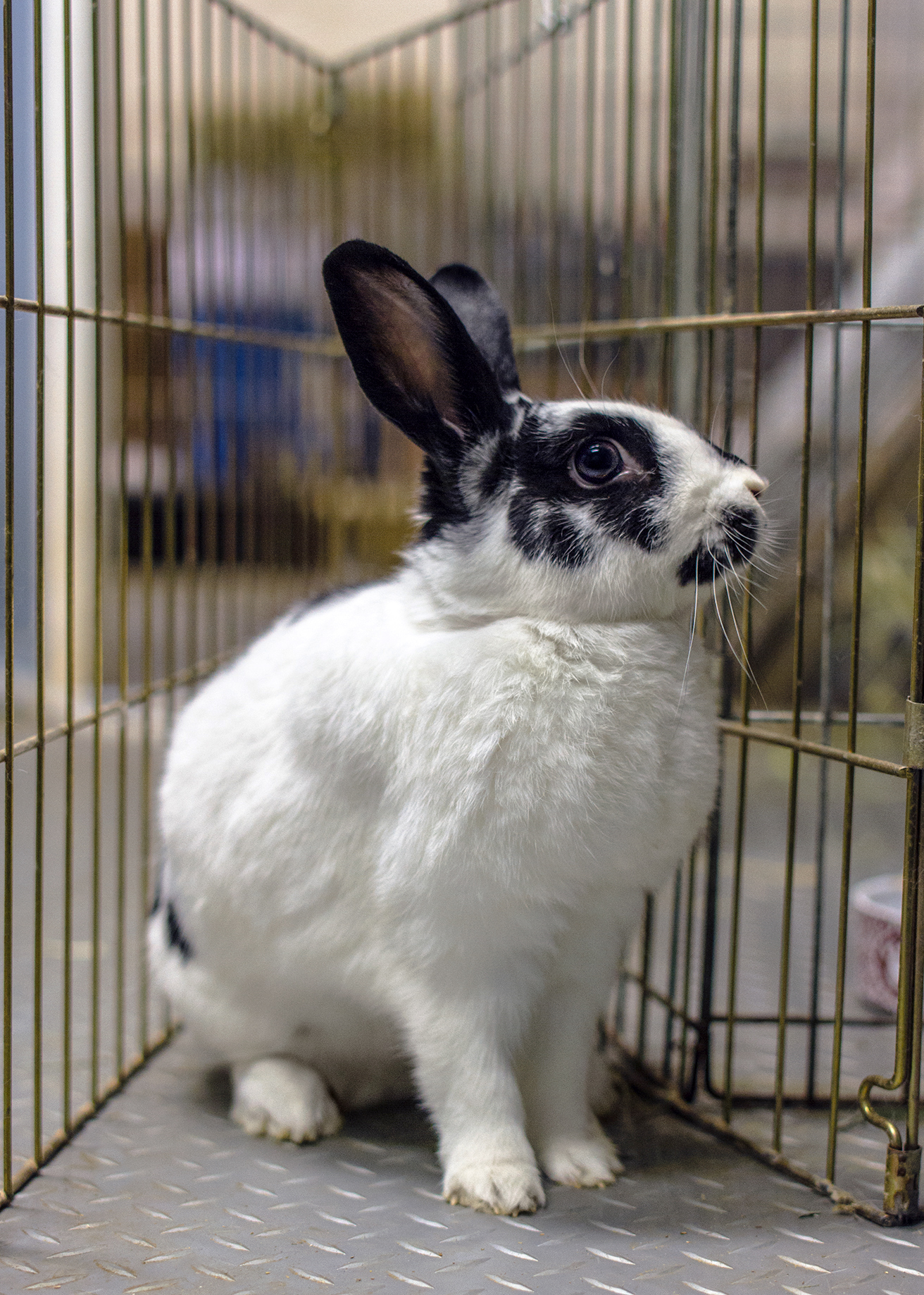 GI Stasis in Rabbits