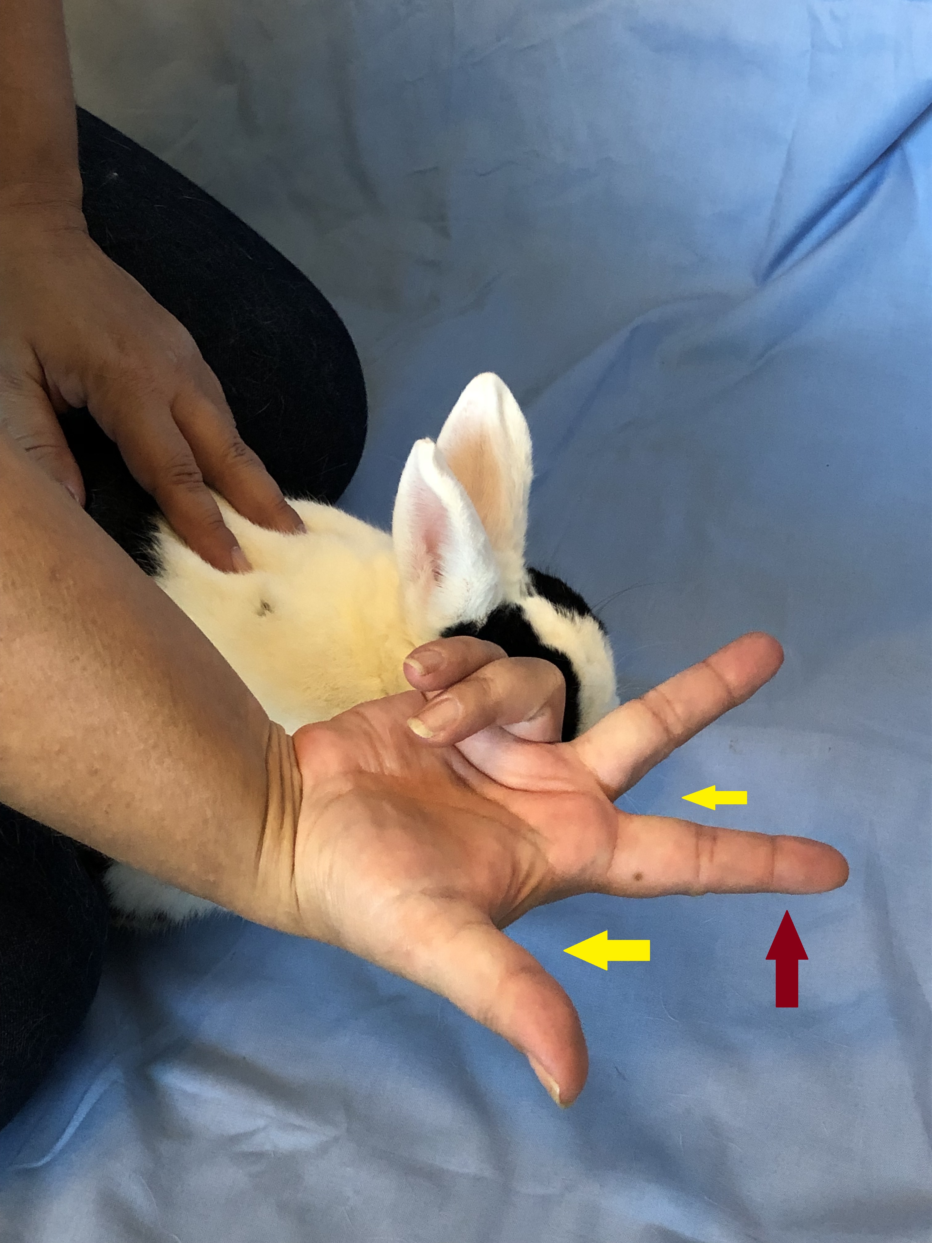Handling Rabbits