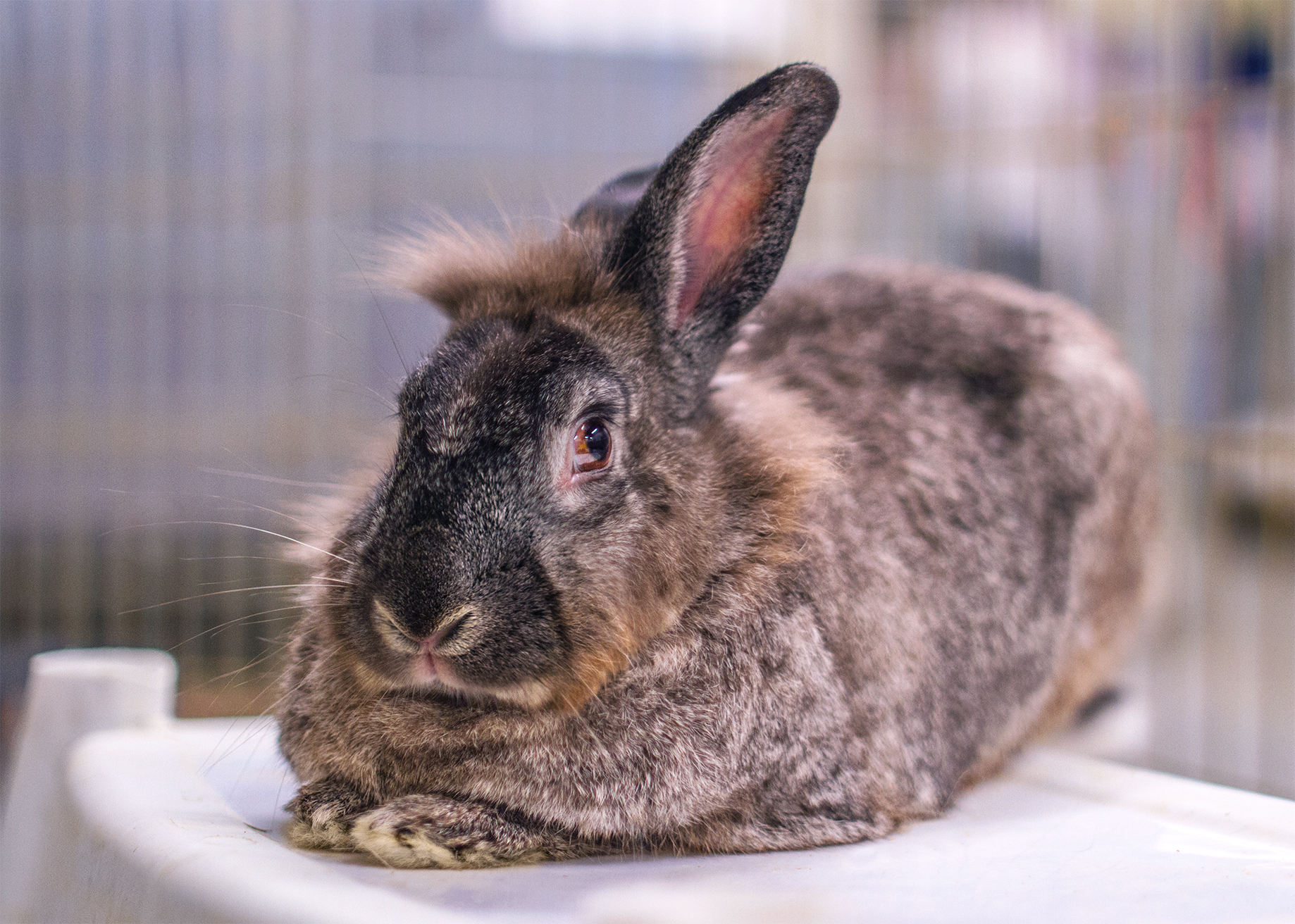 Shopping Rabbit Supplies