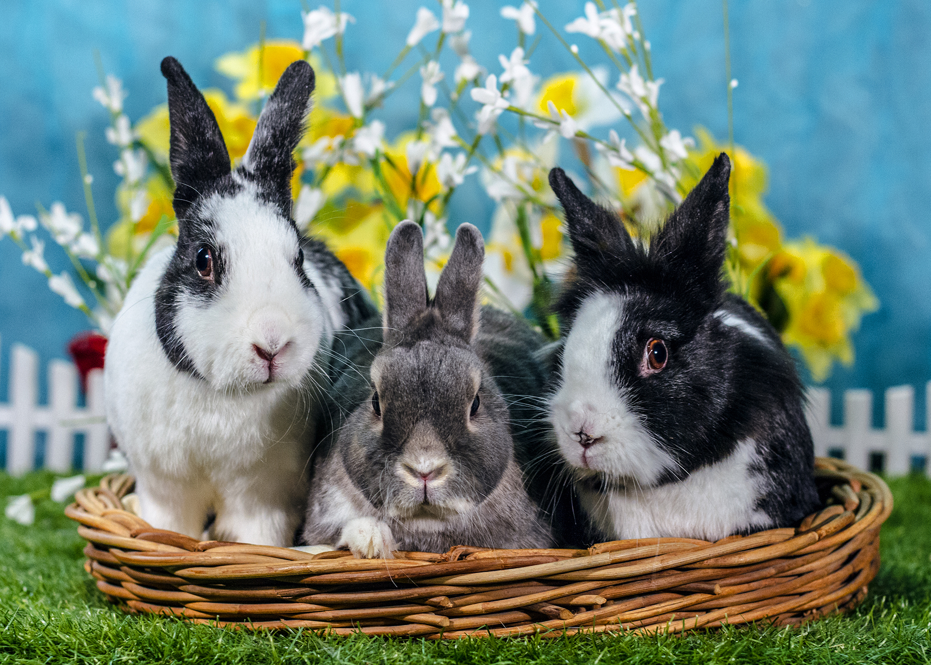 Bonding Rabbits FAQ bonding-rabbits-faq