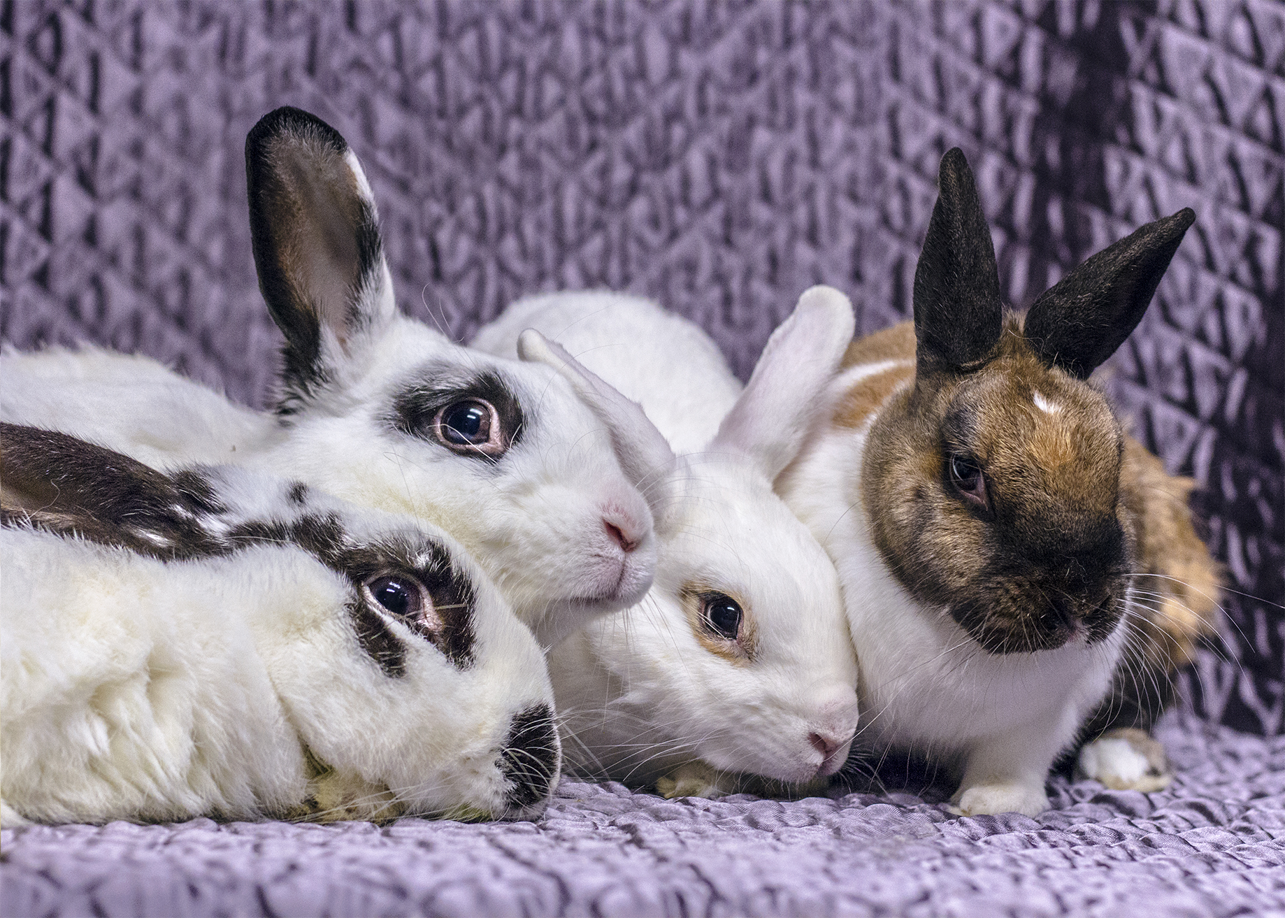Special Needs Rabbits Summary