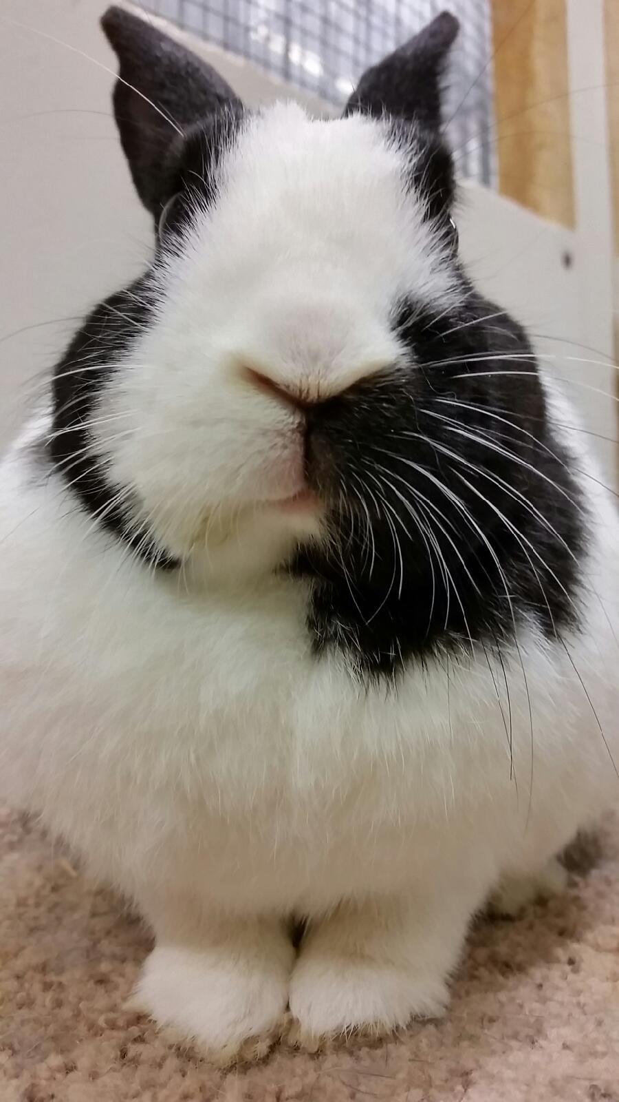 Basic Rabbit Care Facts