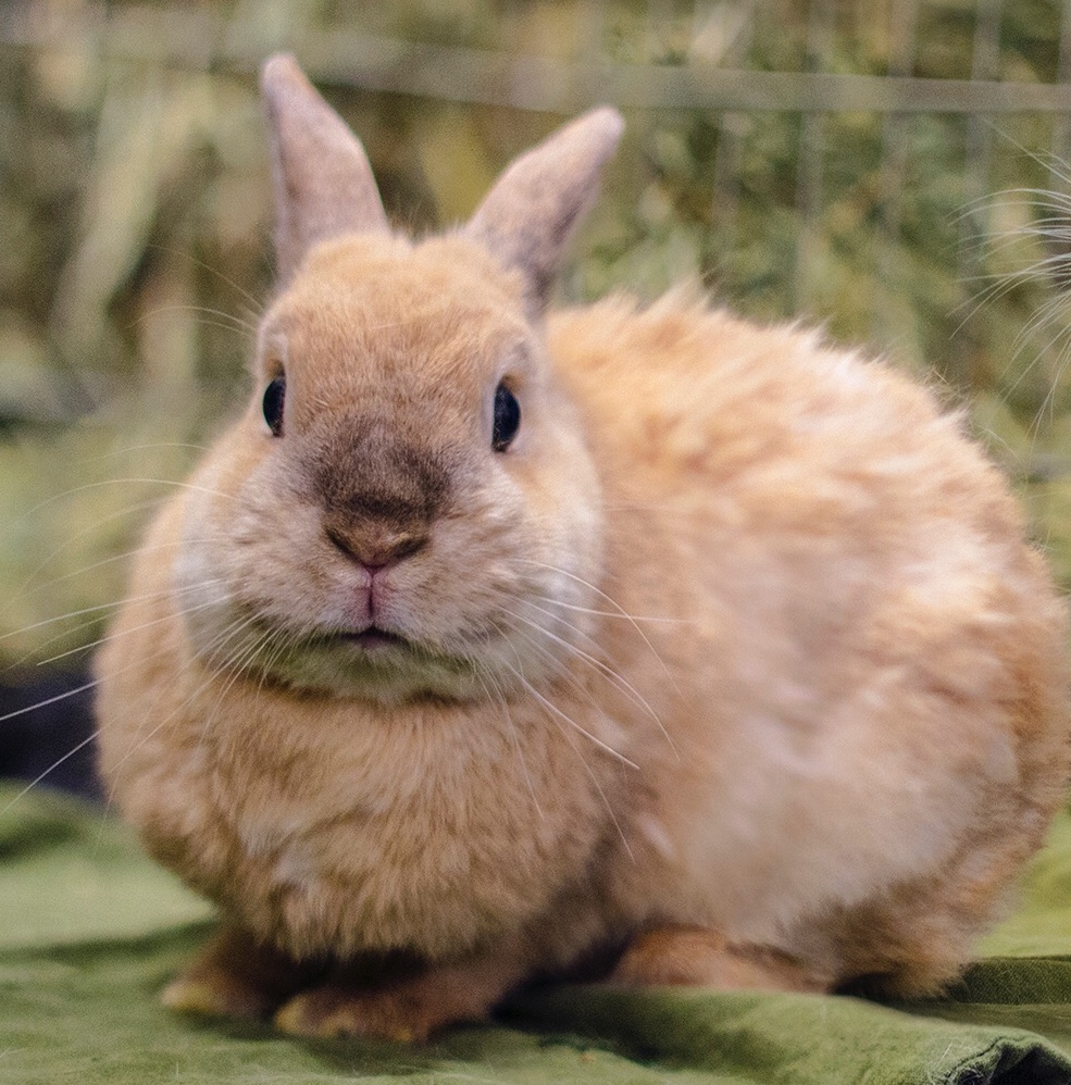 Gifts for Rabbit Lovers