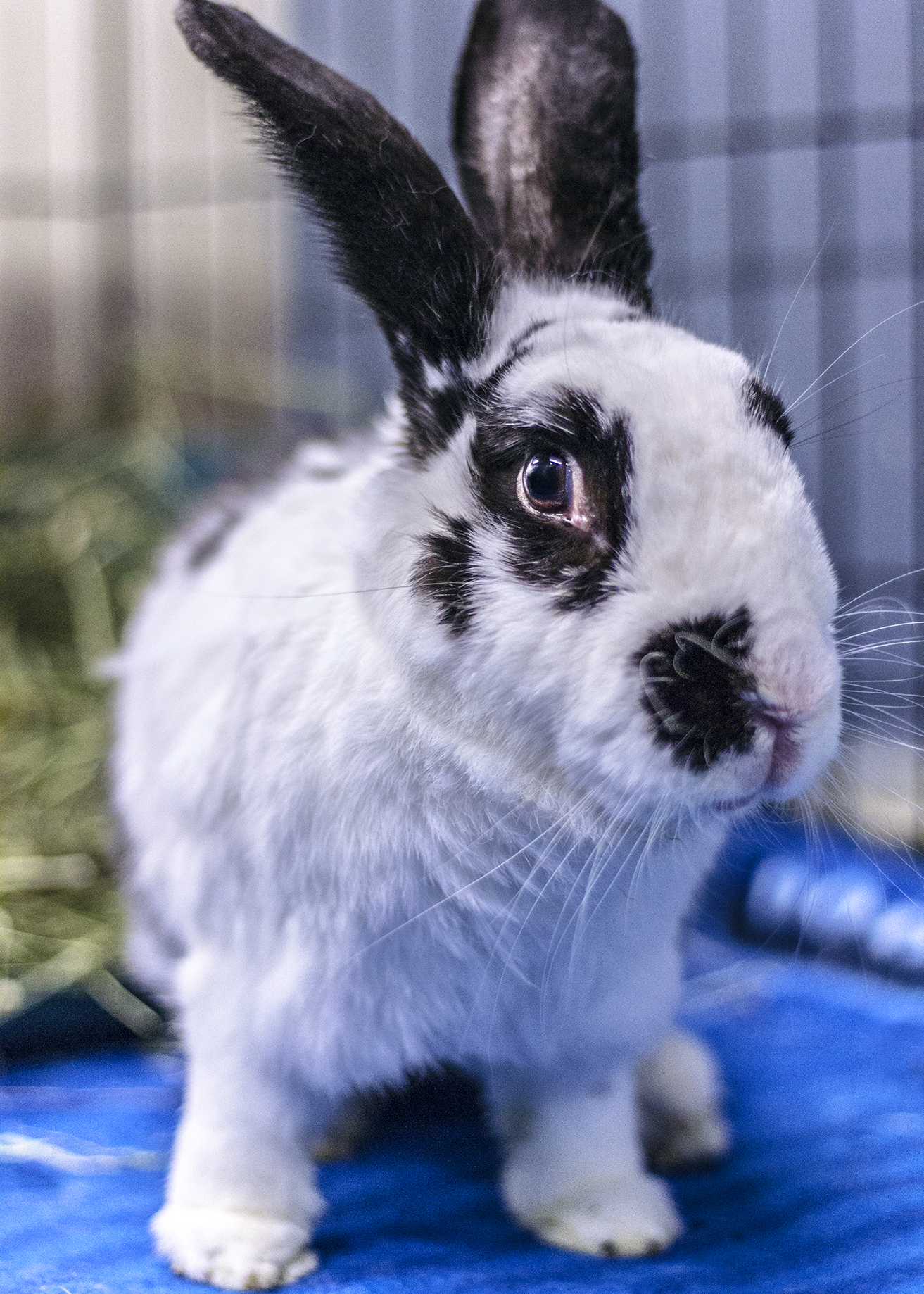 Special Needs Rabbits Summary