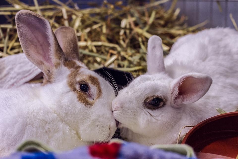 Senior Rabbit Care