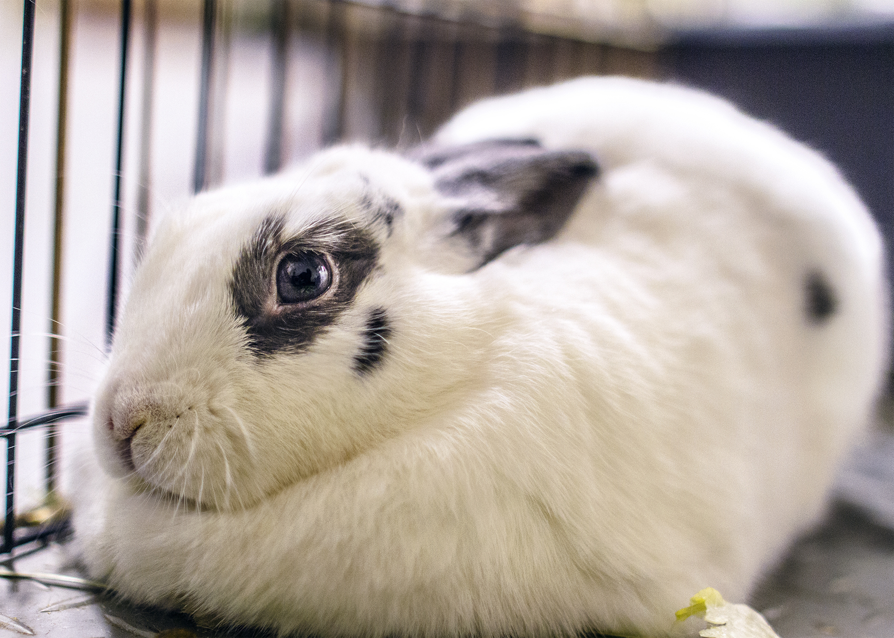 Identifying Rabbit Pain