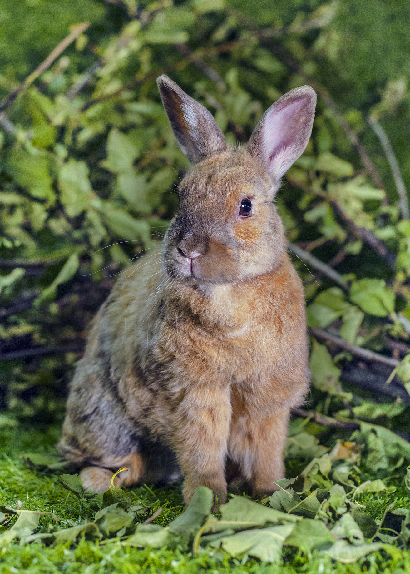Rabbit Personalities