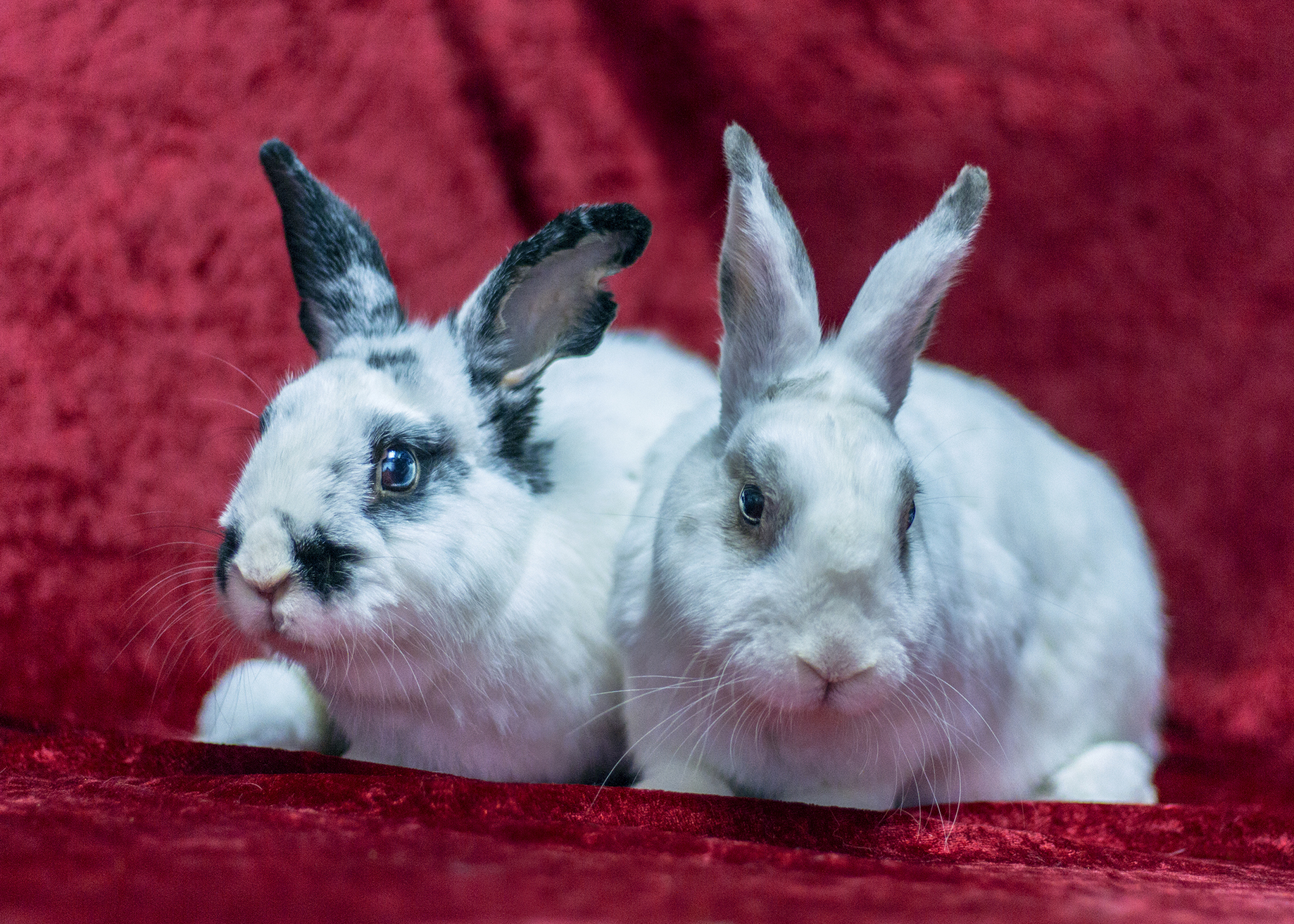 GI Stasis in Rabbits