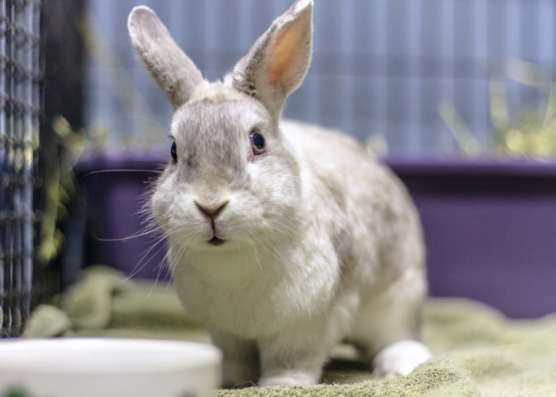 Shopping Rabbit Supplies