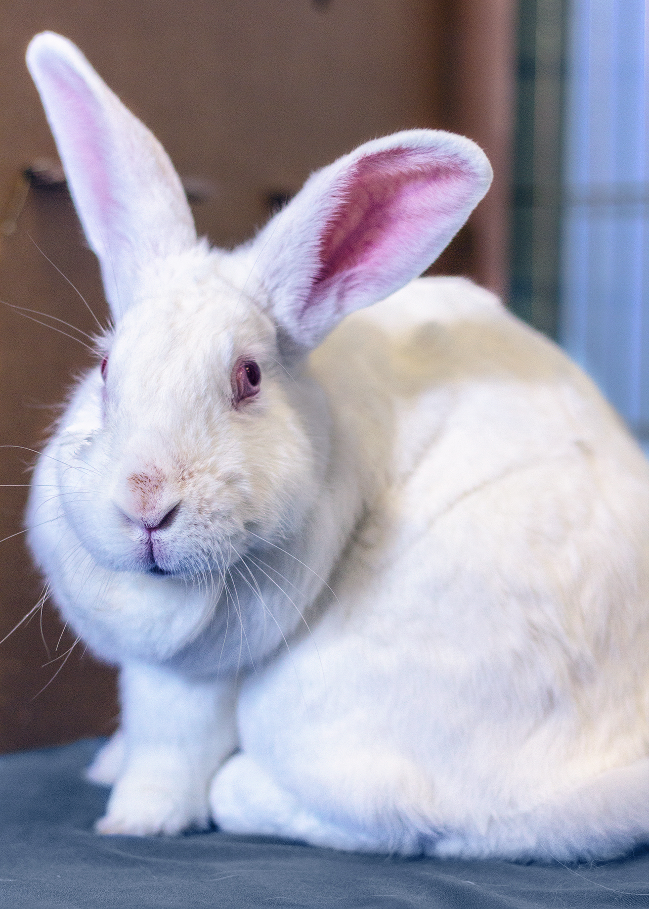 Rabbit Personalities